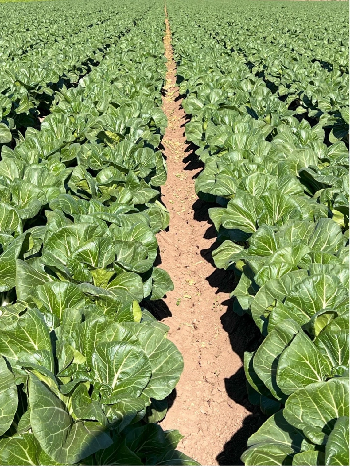 Bok Choy and Napa (3.6) | Desert Ag Solutions